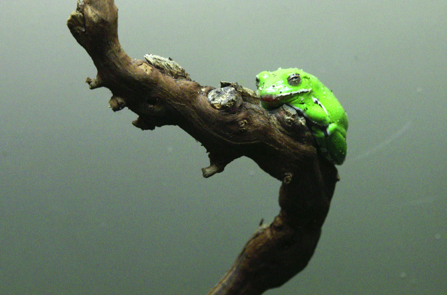 Natur, Tiere & Pflanzen: Frosch – Bild 81 von 87